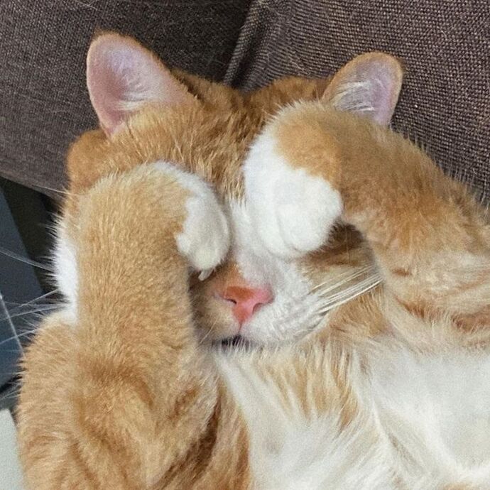 Evcil Hayvan Besleyenlerin En Çok Söylediği 5 Yalan Nedir Açıklıyorum ...