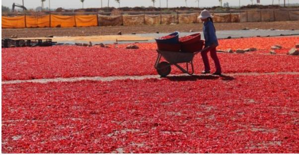 İsot Nedir? İsot Nasıl Yetiştirilir? İsot Nasıl Kullanılır?