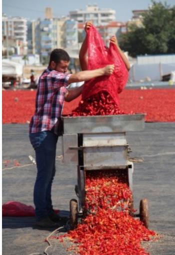 İsot Nedir? İsot Nasıl Yetiştirilir? İsot Nasıl Kullanılır?