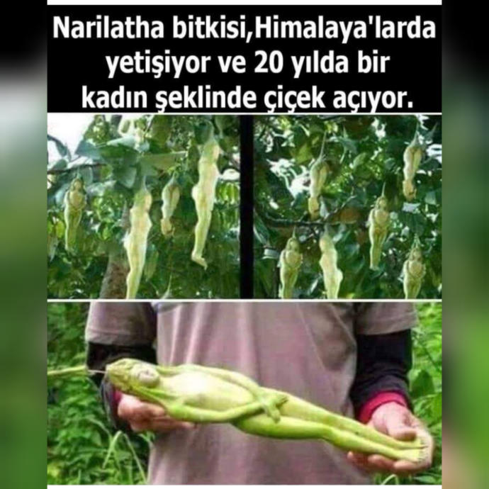 Narilatha diye bitki himalayada yetişiyor işin aslı kadın şeklinde ...