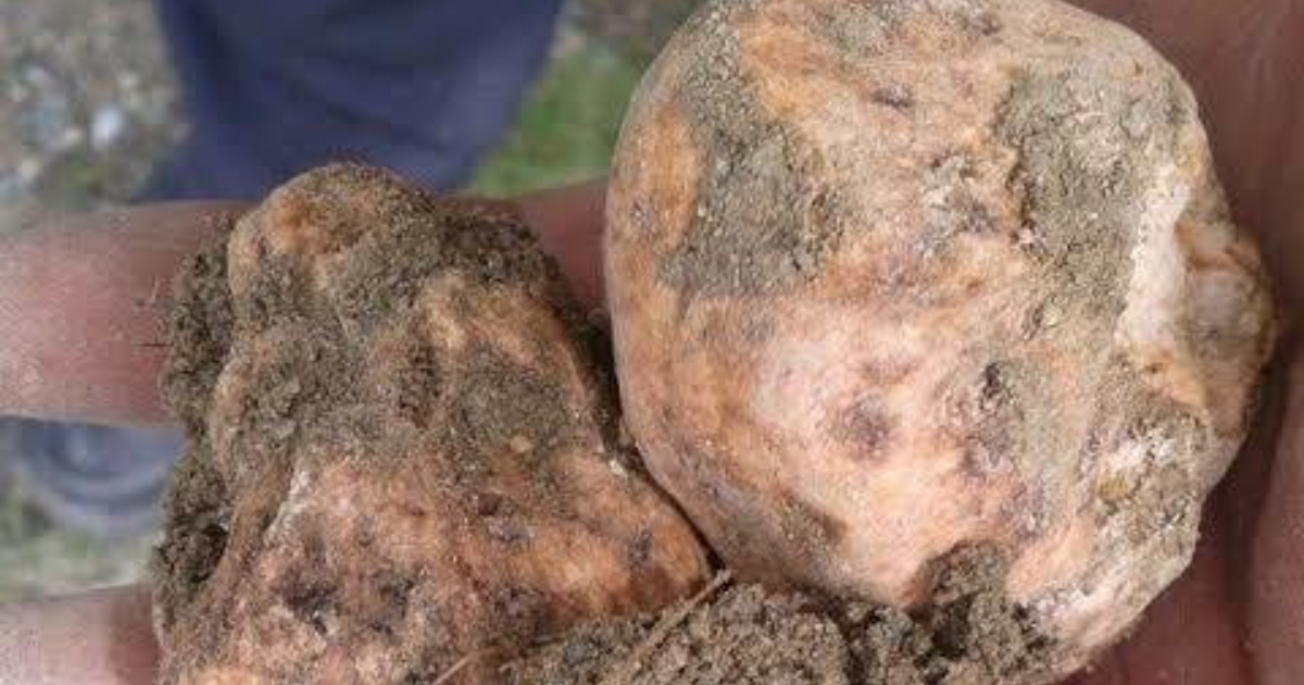 Dünyanın en pahalı mantarı domalan mantarını yediniz mi, tadı nasıl ...