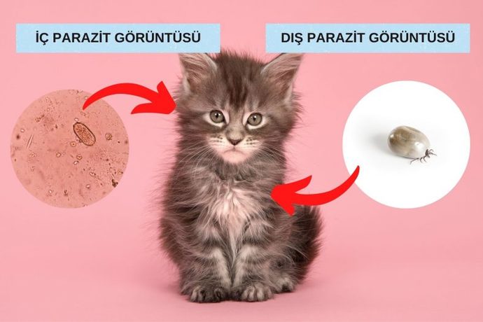 İç parazit doğal yöntemlerle nasıl geçer? - KizlarSoruyor