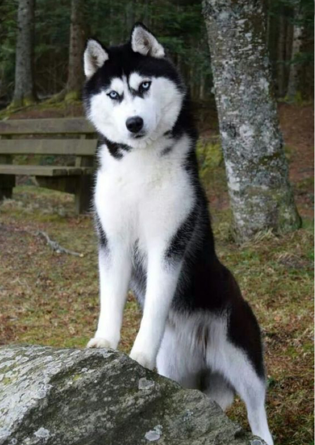 Hangi cins köpek alsam? - KizlarSoruyor