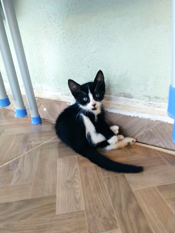 Kedi sahiplenmek istiyor musun? - KizlarSoruyor