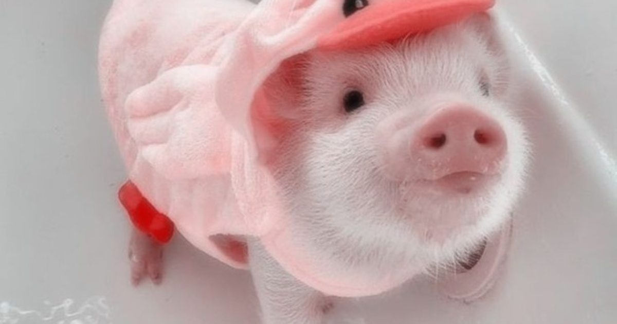 Domuz beslemek ister miydiniz? - KizlarSoruyor