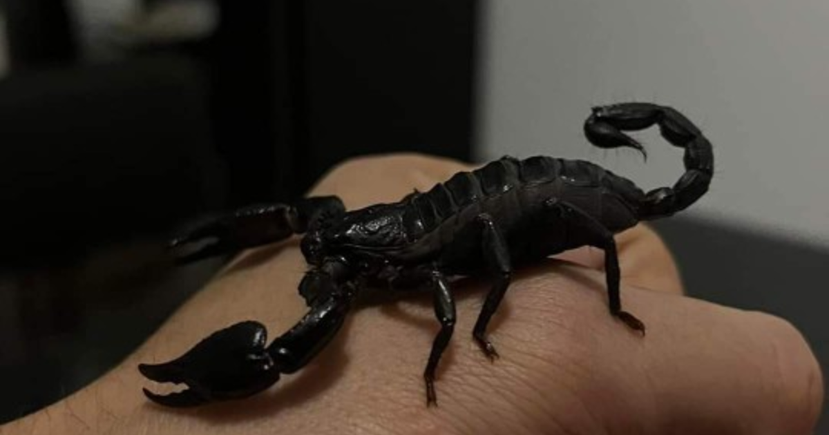 Evde akrep görsen ne yaparsın? - KizlarSoruyor