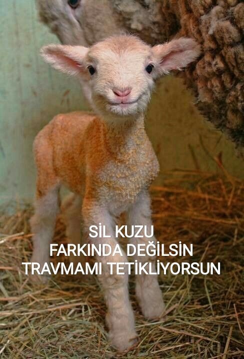 Travmalarınız var mı? - KizlarSoruyor