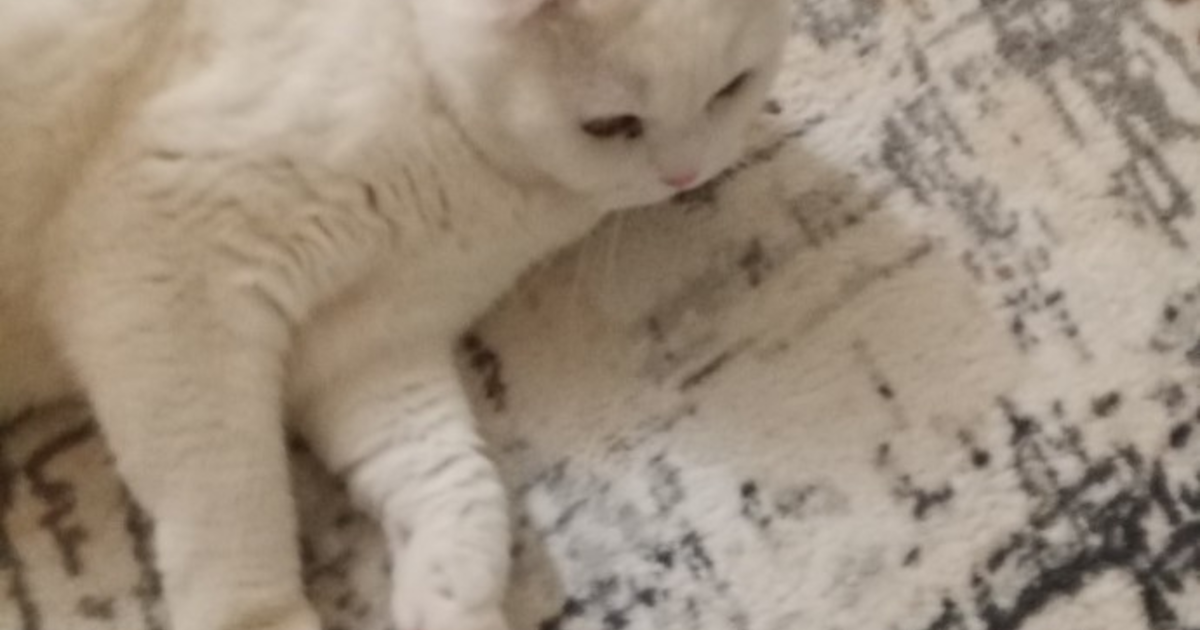 Kedim niye tembel? - KizlarSoruyor