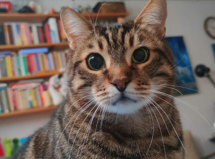 Kediler ile konuşmayı ister miydiniz? - KizlarSoruyor