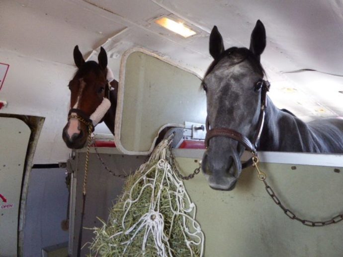Piyasaya sürülmek üzere olan yüzlerce kilo at eti yakalandı! At eti ...