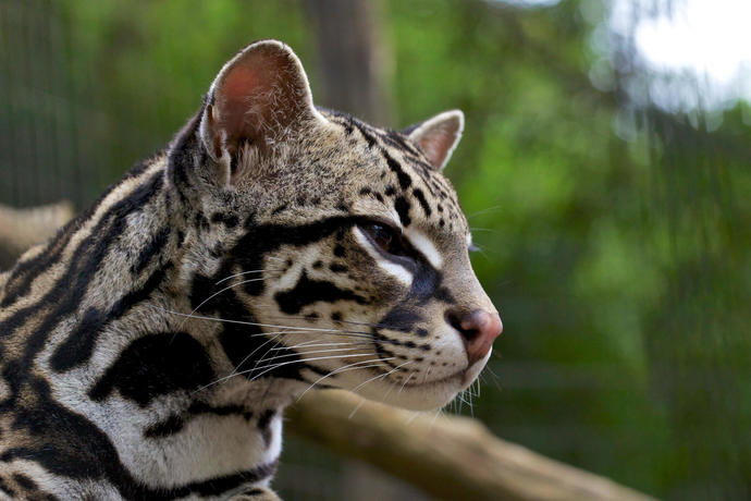 Libidon bir hayvan olsaydı, bu ne olurdu? - KizlarSoruyor