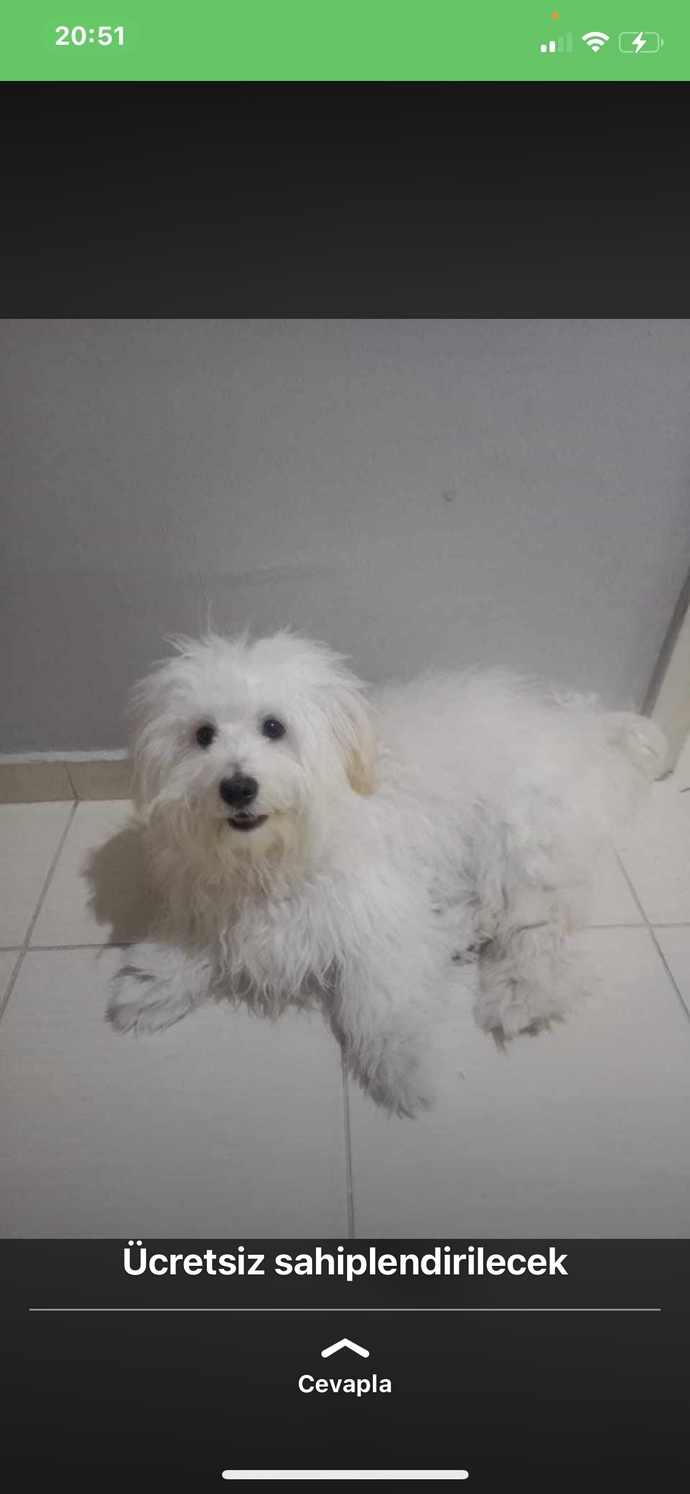 Bu köpeğin cinsi nedir? - KizlarSoruyor