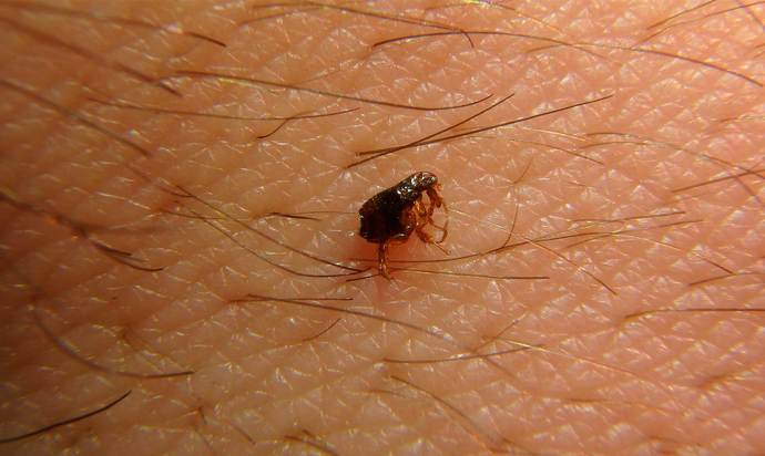 Pire ısırdı, hayatı karardı! Sizce pirelere karşı nasıl bir tedbir ...