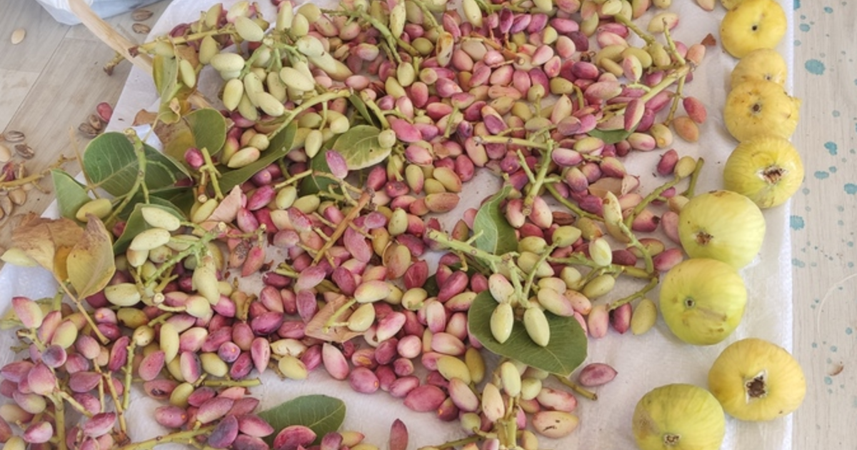 Taze fıstık mı daha çok seversiniz, kavrulmuş fıstık mı? - KizlarSoruyor