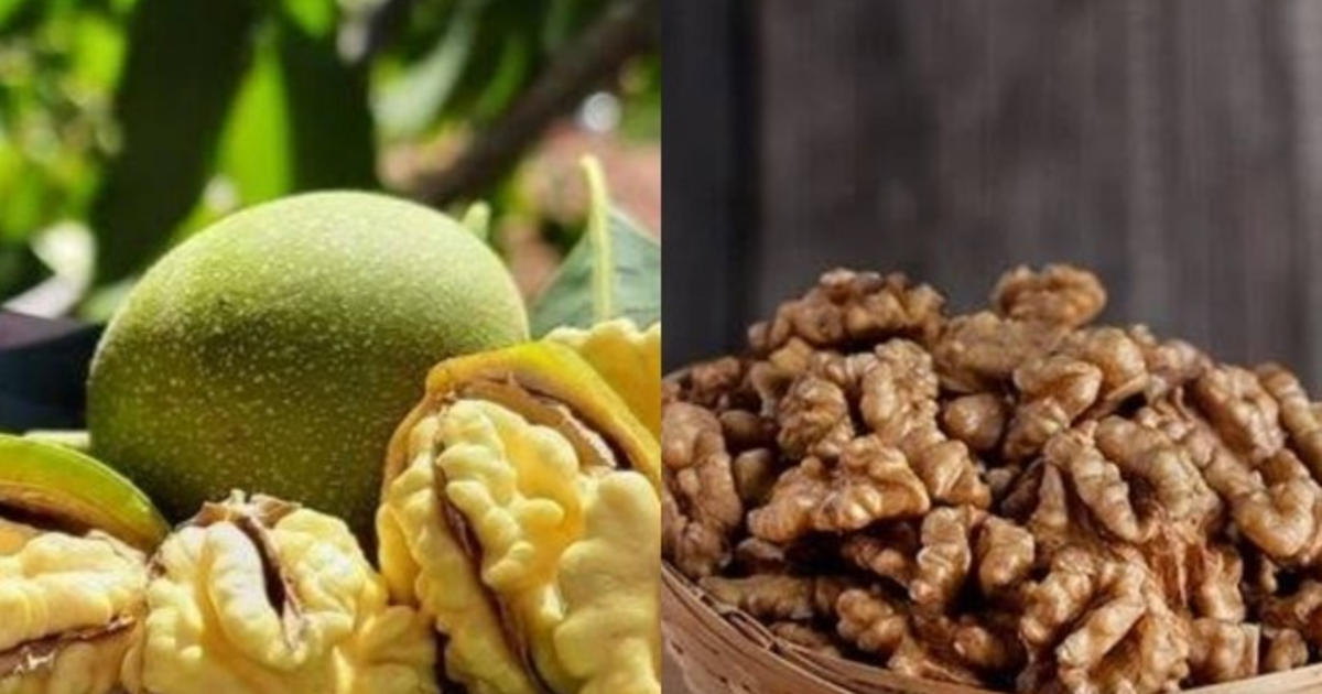 Yaş ceviz mi yoksa kuru ceviz mi? - KizlarSoruyor