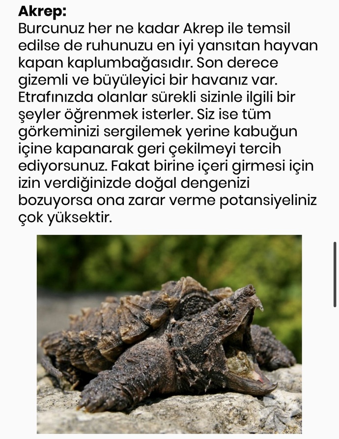Burcun ve yükselen burcun hangi hayvanın özelliklerini yansıtıyor ...
