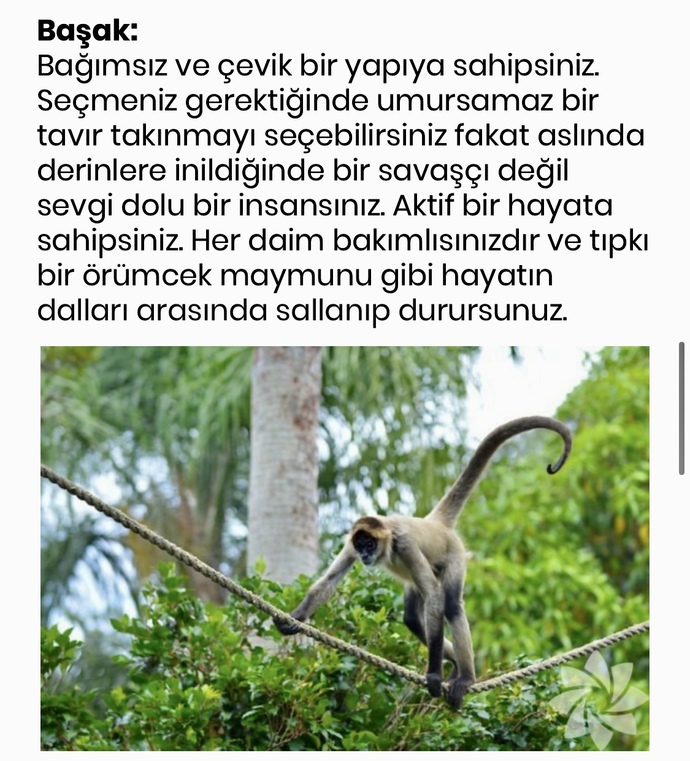 Burcun ve yükselen burcun hangi hayvanın özelliklerini yansıtıyor ...