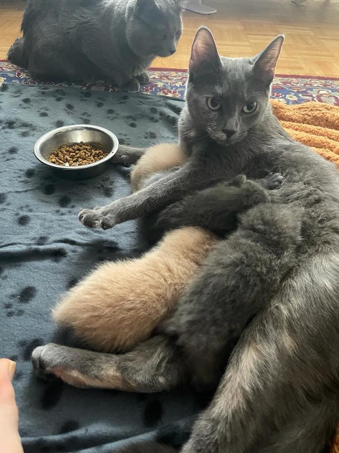 Evcil hayvanı olan insanlar daha mutlu mudur sizce? - KizlarSoruyor