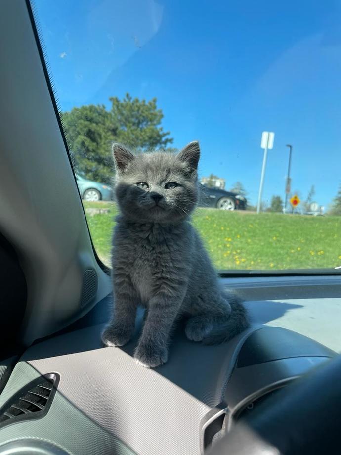 Evcil hayvanı olan insanlar daha mutlu mudur sizce? - KizlarSoruyor