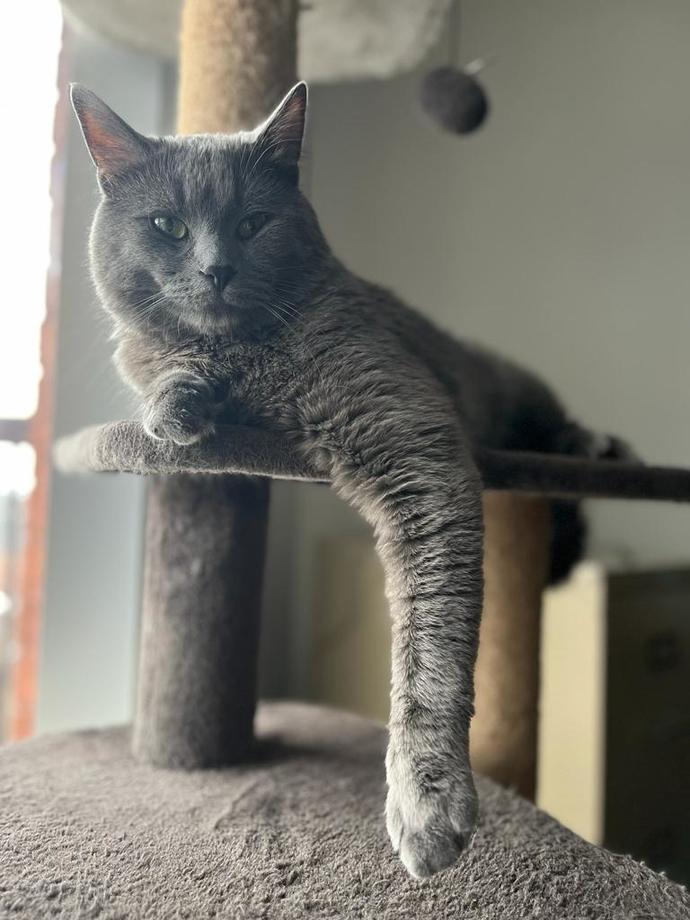 Evcil hayvanı olan insanlar daha mutlu mudur sizce? - KizlarSoruyor