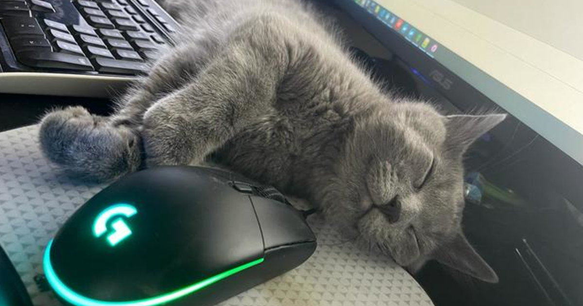 Evcil hayvanı olan insanlar daha mutlu mudur sizce? - KizlarSoruyor