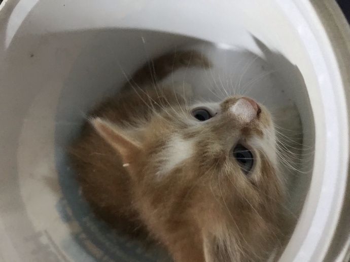 Bu minnoşun ismi sizce ne olsun? - KizlarSoruyor