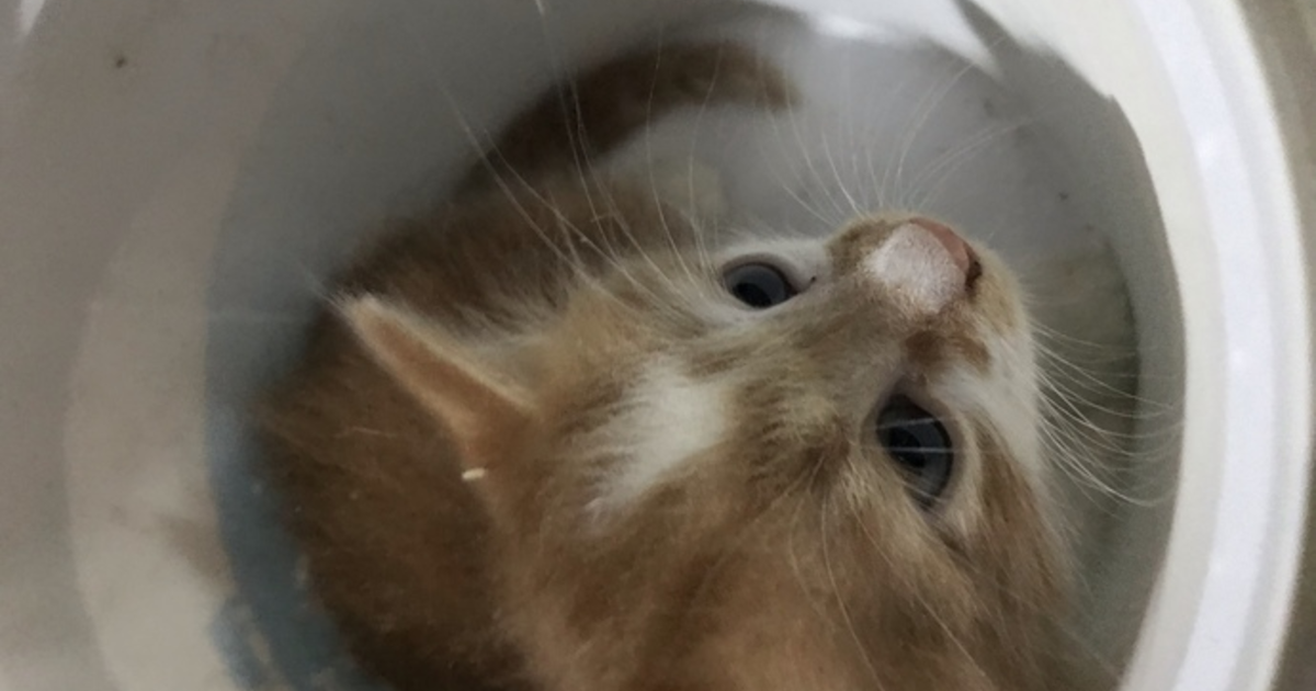 Bu minnoşun ismi sizce ne olsun? - KizlarSoruyor