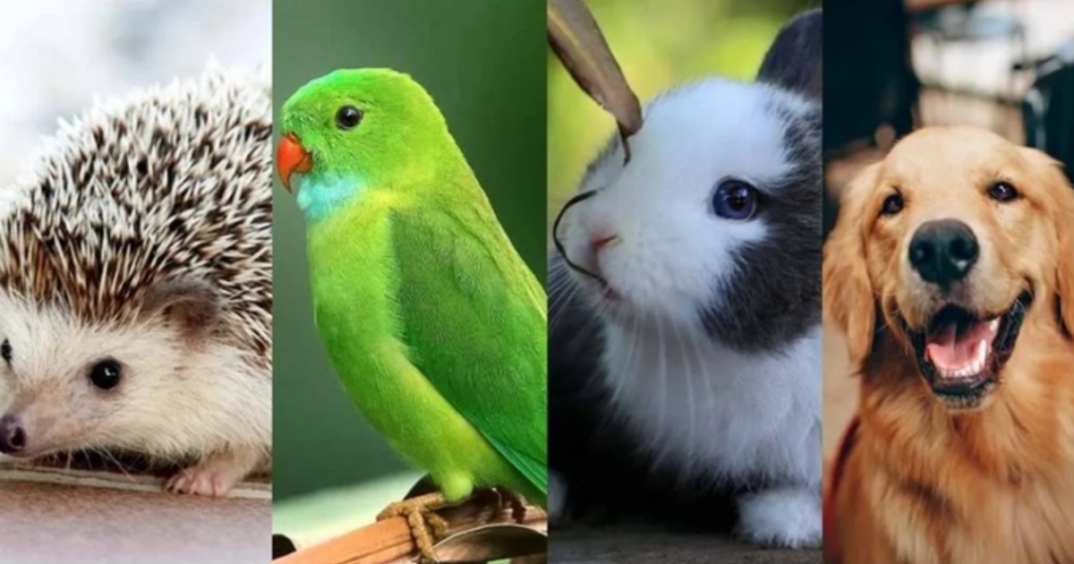 Hayvan versiyonunuzu söylememi ister misiniz? - KizlarSoruyor