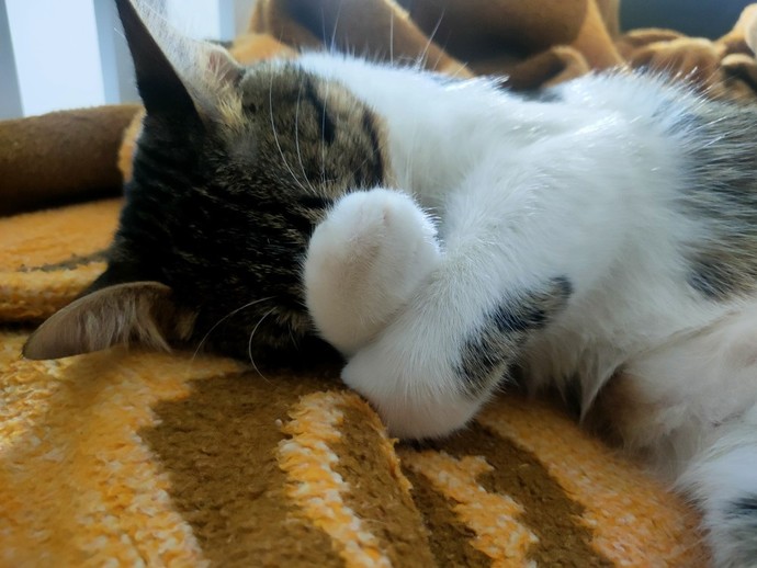 Kedim uyuduğunda bu hareketi yapıyor neden olabilir? - KizlarSoruyor