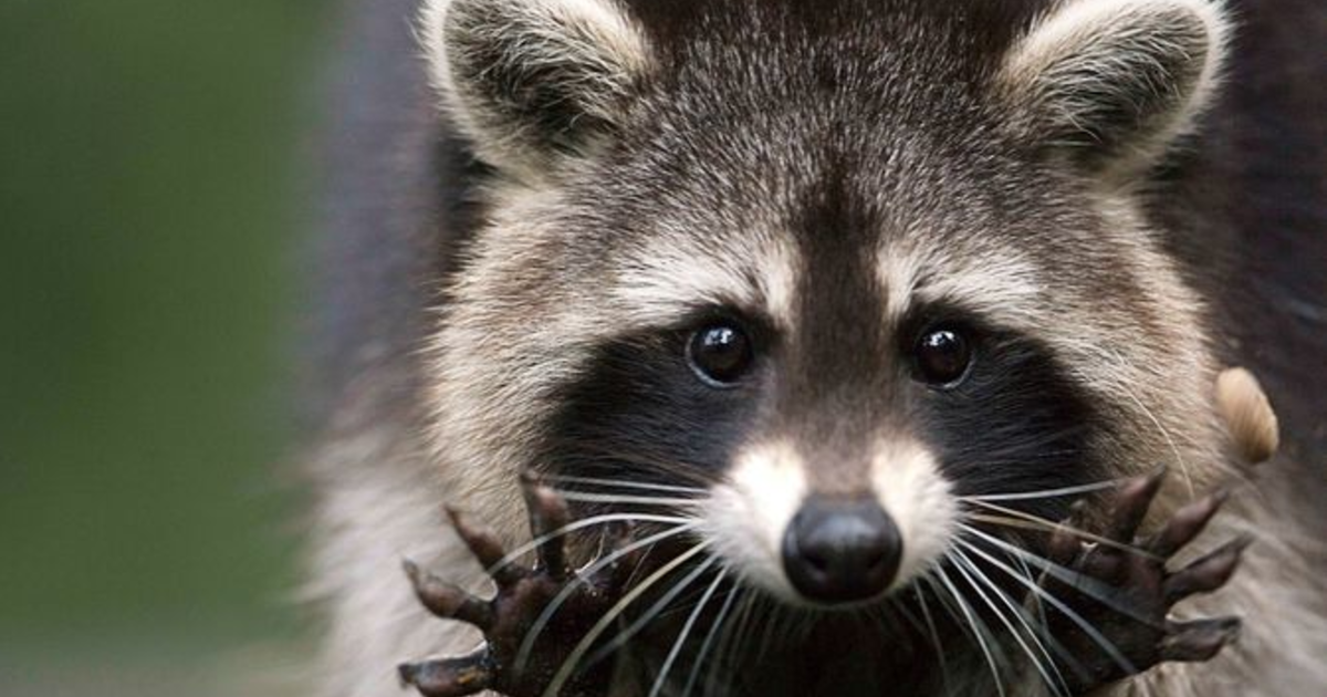 Rakun beslemek ister miydiniz? - KizlarSoruyor