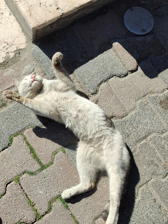 Kediyi mi daha çok seversiniz yoksa köpeği mi? - KizlarSoruyor