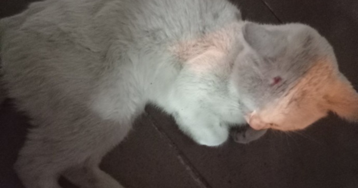 Yoldan geçen bir kediye araba çarpmış belediye veteriner kliniğine ...