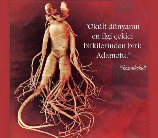 Adamotu kullanarak yemek yapsam yer miydiniz? - KizlarSoruyor