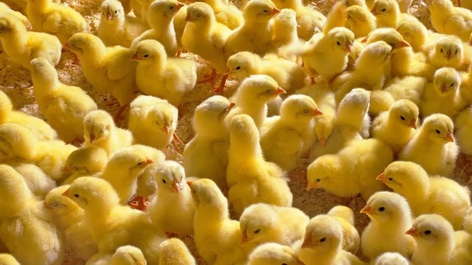 Sana en şirin gelen hayvan hangisi? - KizlarSoruyor