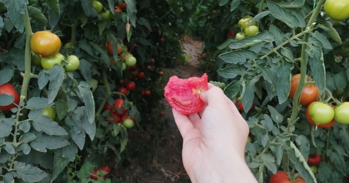 Domatesi ısırmak mı daha güzeldir, sevgilinin al al olmuş yanağını mı 藍 ...