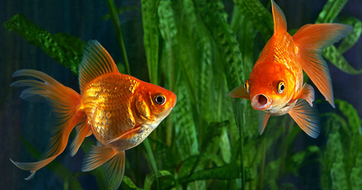 Balıklara ne kadar yem vermeliyiz? Fazlası zararlı mı? - KizlarSoruyor