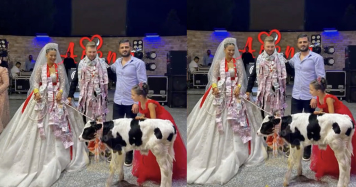İzmir’de bir düğünde, gelin ve damada buzağı hediye edildi. Size buzağı ...