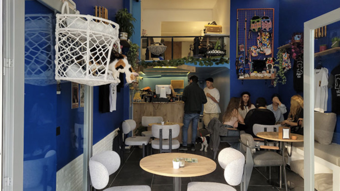 Samsun’daki "Patili Kafe", evcil hayvanlar için özel menü ve kedi kumu ...