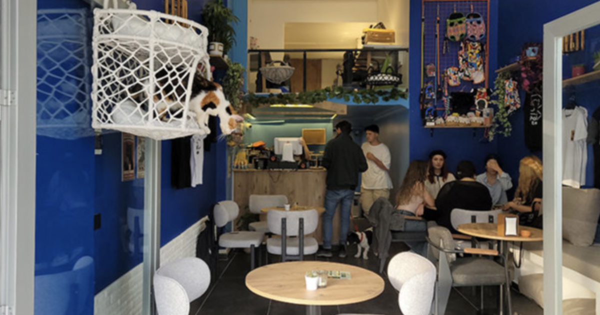 Samsun’daki "Patili Kafe", evcil hayvanlar için özel menü ve kedi kumu ...