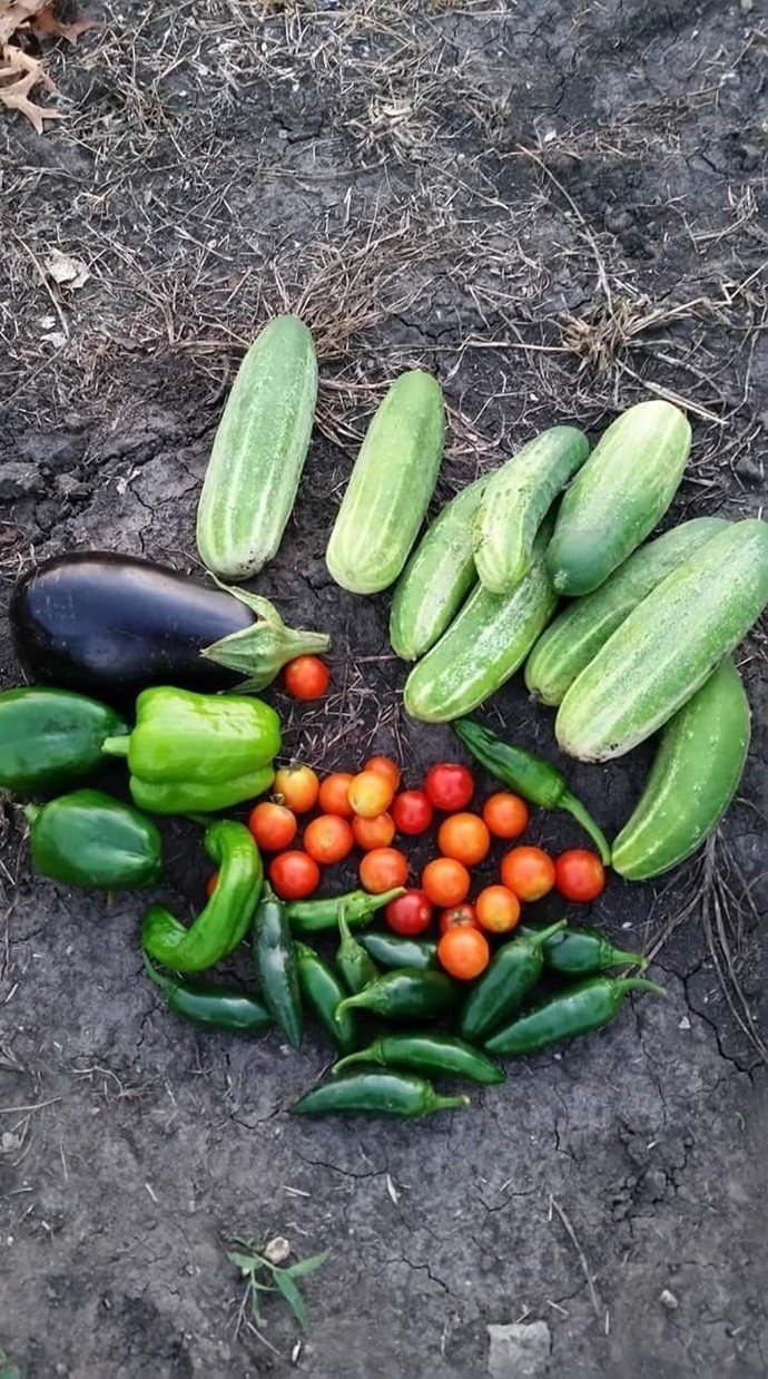 Domatesi nasıl yiyorsunuz? - KizlarSoruyor