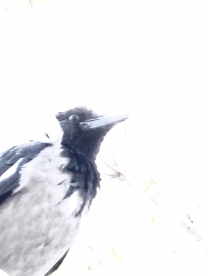 Kargaların geometri bildiği ortaya çıktı. Sen geometri biliyor musun ...