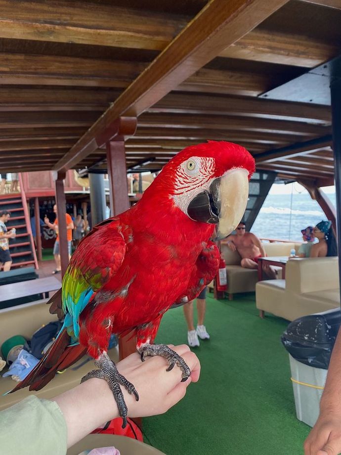 Sizinle her şeyi konuşan bir papağanınız olsa, bu sizi mutlu eder miydi ...