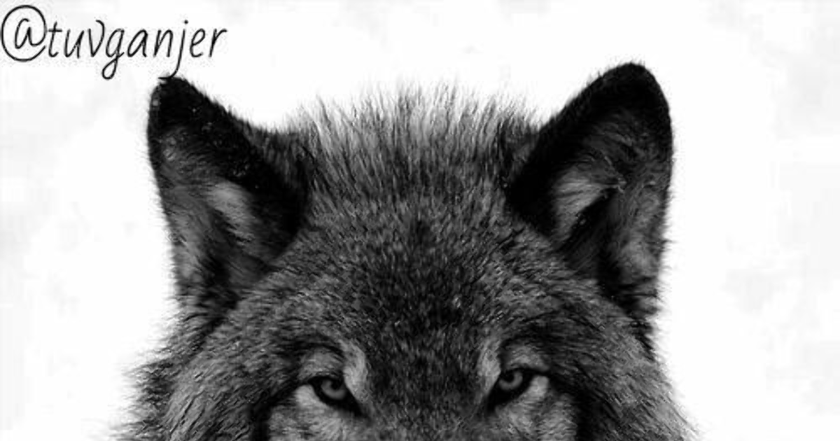 Aslan ve fil Bozkurt'tan güçlü müdür? - KizlarSoruyor