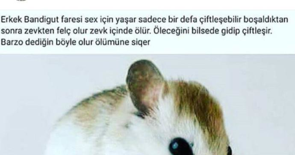 Öleceğinizi bilseniz seks yaparmiydiniz bandigut faresi gibi altin ...