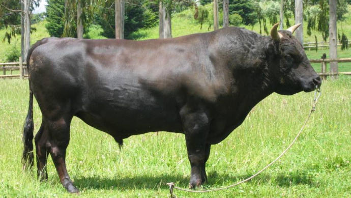 Erkeklere neden ''öküz'' yakıştırması yapılır? Hangi hareketimiz öküzün ...